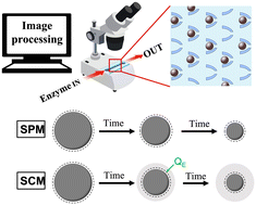Mechanism and kinetics of enzymatic degradation of polyester ...