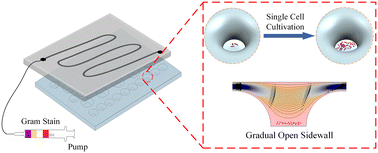 Advancing in situ single-cell microbiological analysis through a ...