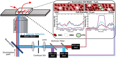 Deep learning-enabled detection of rare circulating tumor cell clusters in whole blood using ...