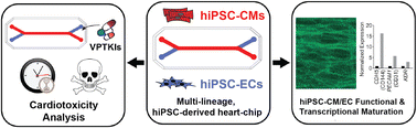 Multi-lineage heart-chip models drug cardiotoxicity and enhances ...