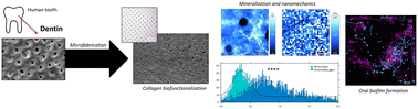 Microfabrication-based engineering of biomimetic dentin-like constructs ...