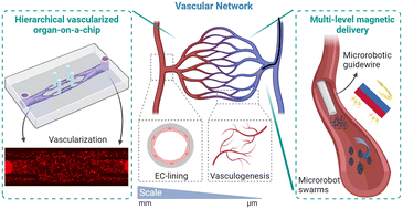 Multi-level magnetic microrobot delivery strategy within a hierarchical ...