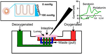 A microfluidic chip for sustained oxygen gradient formation in the ...