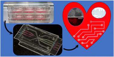Heart-on-a-chip systems: disease modeling and drug screening ...