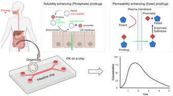 Developing an adult stem cell derived microphysiological intestinal ...