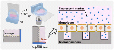 Horizontal and vertical microchamber platforms for evaluation of the ...