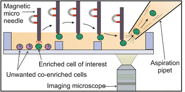 A magnetic microneedle to isolate single immunomagnetically labeled ...