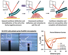 Single-cell fluid-based force spectroscopy reveals near lipid size nano-topography effects on ...