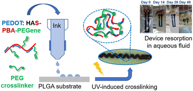 A cross-linkable and resorbable PEDOT-based ink using a hyaluronic acid ...