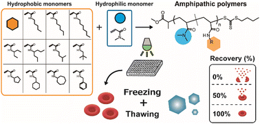Preparation of an amphipathic polymer library in a mixture of water ...