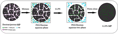 Liquid–liquid phase separation for microencapsulation of native ...