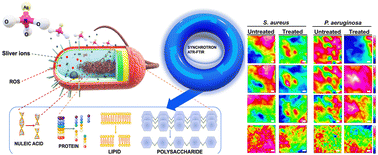 Synchrotron macro ATR-FTIR micro-spectroscopy to unlock silver ion ...
