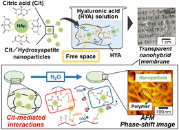Preparation of hydroxyapatite nanoparticle-hyaluronic acid hybrid ...