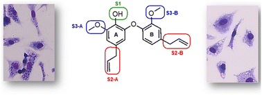 Biological activity and structure–activity relationship of ...