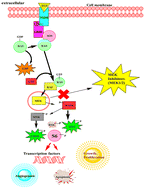 MEK inhibitors in cancer treatment: structural insights, regulation ...