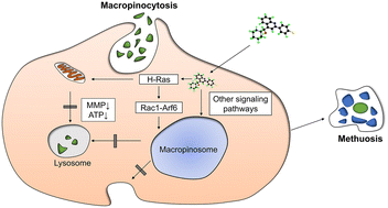 Progress in the discovery and development of small molecule methuosis ...