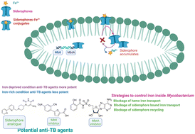Targeting Mycobacterium tuberculosis iron-scavenging tools: a recent ...