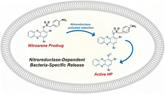 Design, synthesis and evaluation of halogenated phenazine antibacterial ...