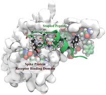 De novo design of a stapled peptide targeting SARS-CoV-2 spike protein ...