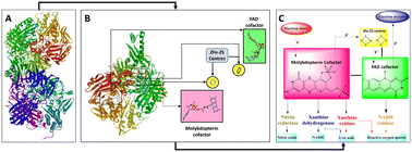 Past, present and future of xanthine oxidase inhibitors: design ...