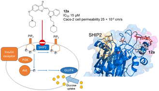 Discovery of aurones bearing two amine functionalities as SHIP2 ...