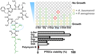 Semisynthetic polymyxins with potent antibacterial activity and reduced ...