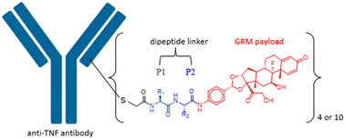 Impact of dipeptide on ADC physicochemical properties and efficacy ...