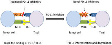 Beyond inhibition against the PD-1/PD-L1 pathway: development of PD-L1 ...