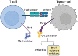 Progress in small-molecule inhibitors targeting PD-L1 - RSC Medicinal Chemistry (RSC Publishing)