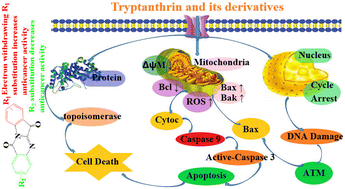 Recent advances of tryptanthrin and its derivatives as potential ...