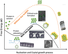 Protein crystallisation with gas microbubbles as soft template in a ...