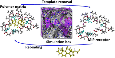 Theoretical insights into the compatibility of template-monomer ...