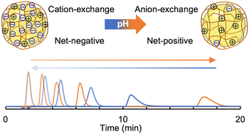 Cation/anion-exchange mode switching chromatography utilizing pH ...