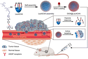 Triple targeting host–guest drug delivery system based on lactose ...