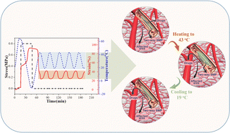 Narrow response temperature range with excellent reversible shape ...