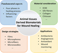 Animal tissue-derived biomaterials for promoting wound healing ...