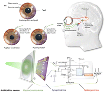 A retinomorphic neuron for artificial vision and iris accommodation - Materials Horizons (RSC ...