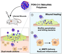 Antimicrobial polymer-siRNA polyplexes as a dual-mode platform for the ...