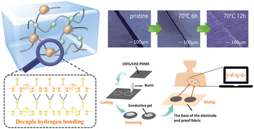 High-toughness, extensile and self-healing PDMS elastomers constructed ...