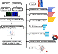 Analysis of N-glycosylation protein of Kashin–Beck disease chondrocytes ...