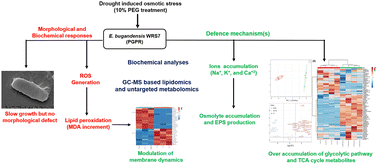 Biochemical and metabolic signatures are fundamental to drought ...