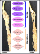 Proteome- and metabolome-level changes during early stages of clubroot ...