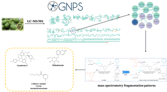 Development and application of mass spectrometric molecular networking ...
