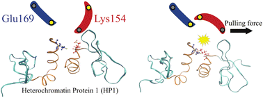 Enhanced HP1α homodimer interaction via force-induced salt bridge ...