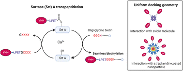 Sortase A transpeptidation produces seamless, unbranched biotinylated ...