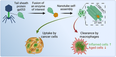 Nanotubes from bacteriophage tail sheath proteins: internalisation by ...