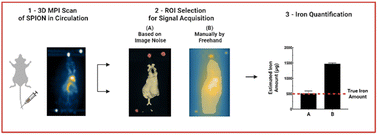 Progress in magnetic particle imaging signal and iron quantification methods in vivo ...
