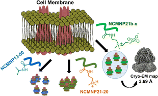Fabrication of membrane proteins in the form of native cell membrane ...