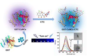 Glutathione S-transferase templated copper nanoclusters as a ...