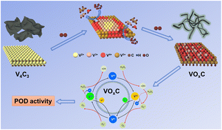 Oxidation engineering triggered peroxidase-like activity of VOxC for ...